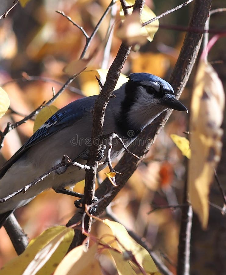 Blue Jay on Tree Branch stock photo. Image of background - 45669478