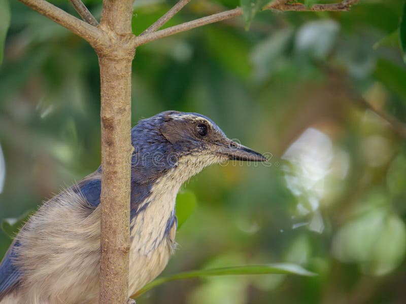 Blue Jay in a Tree Side Profile Stock Photo - Image of tree, wildlife ...