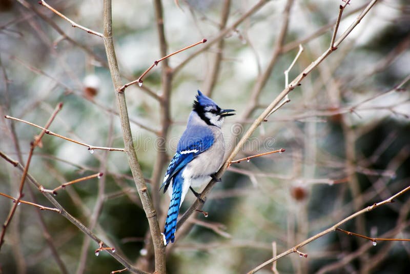 Blue jay in tree in winter stock image. Image of outdoors - 14435441