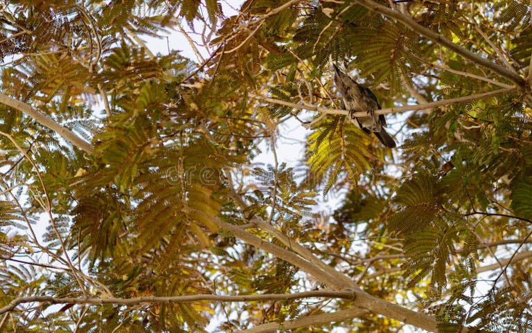 Blue Jay Up in a Tree Looking Down in Summer Stock Image - Image of ...