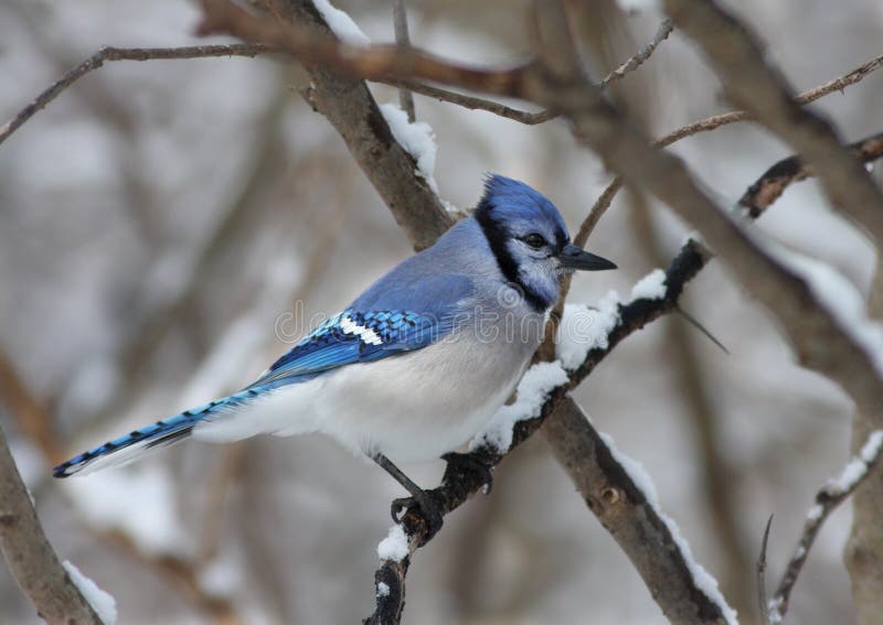 Blue Jay Bird in Snow stock photo. Image of birding, feathers - 4373242