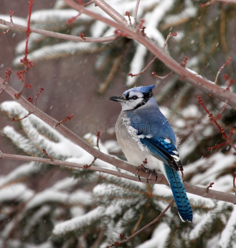 Blue Jay in winter stock photo. Image of perched, season - 4098494