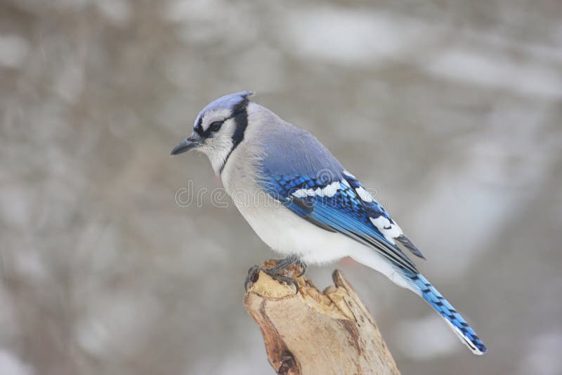 Blue Jay in Winter stock image. Image of corvid, nature - 4390839