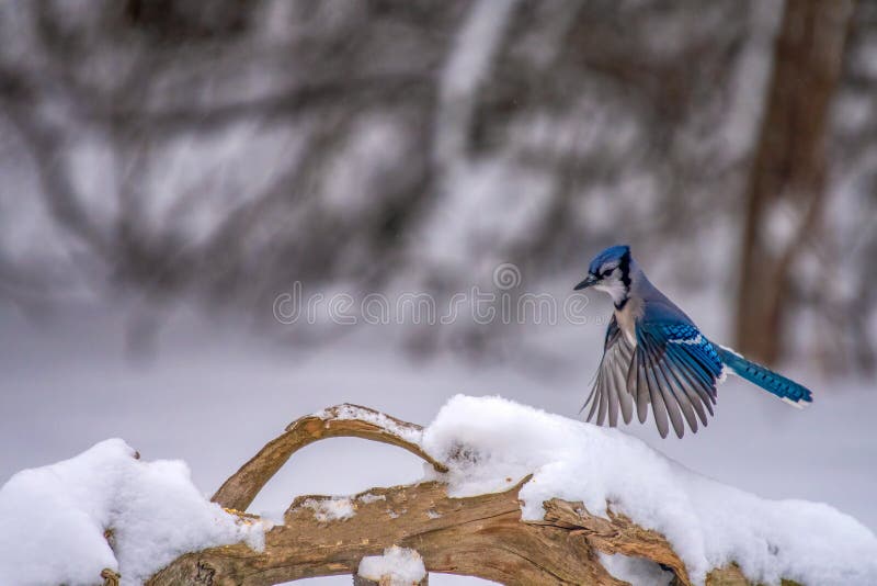 Blue jay in winter stock image. Image of shorebird, freezing - 266624361