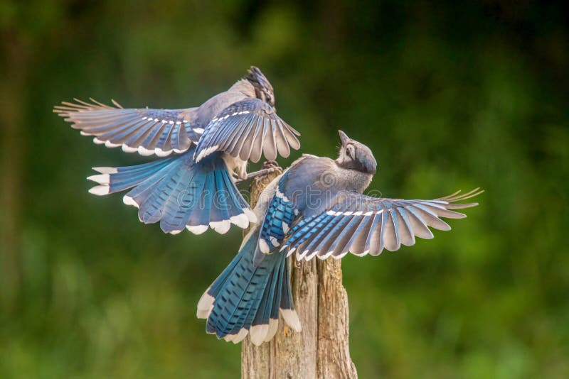 Blue Jays Fighting for Space in Summer Light Stock Image - Image of ...