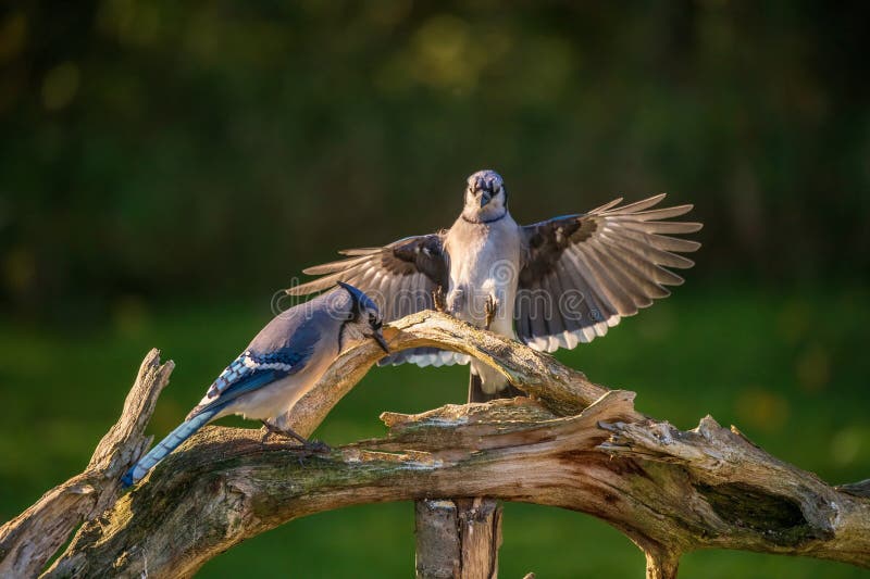 Blue Jays Flying and Perched in August Stock Photo - Image of perched ...