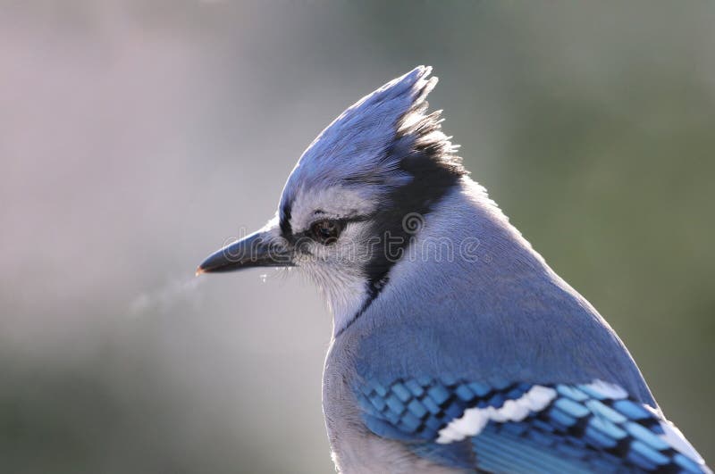Blue Jay in Nature during Winter Stock Photo - Image of bird, sparrow ...