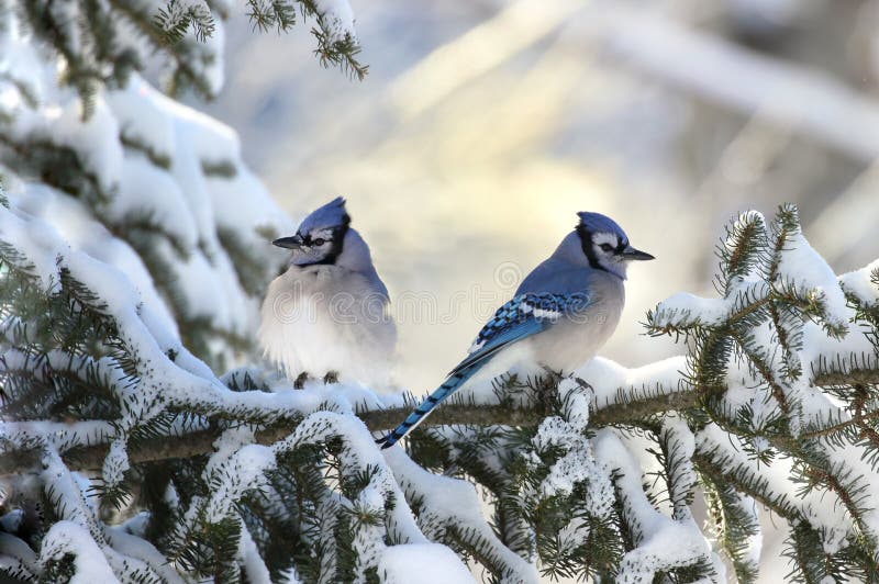 Blue Jays in Forest during Winter Stock Photo - Image of arctic, tree ...