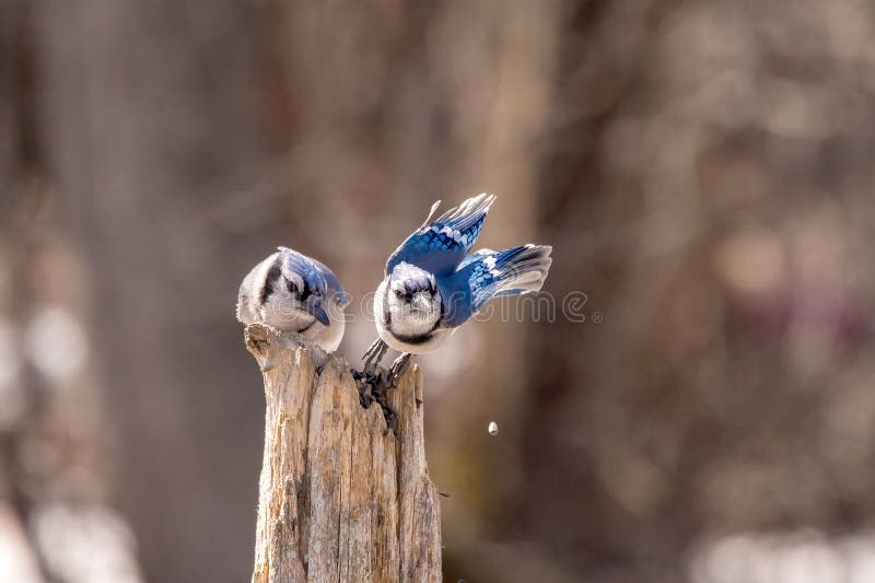 Blue Jays Taking Flight in Spring Stock Image - Image of blue, spring ...