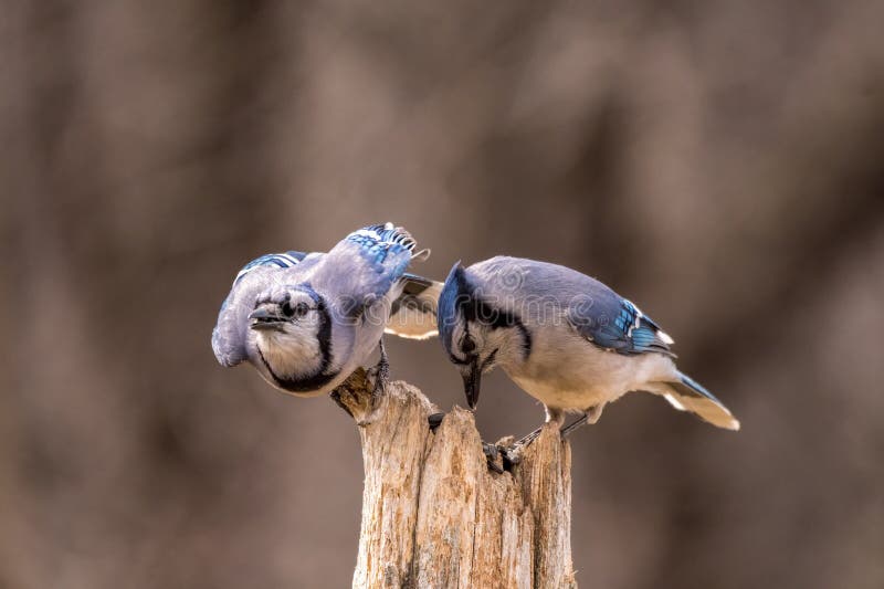 Blue Jays Together on a Post in Spring Stock Image - Image of post ...