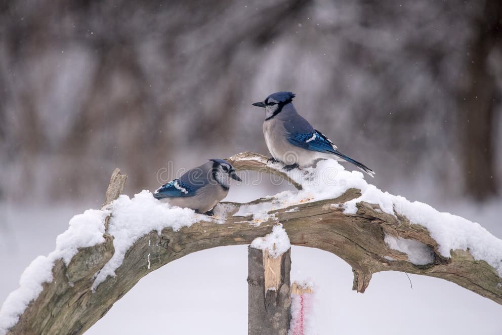 Blue Jays Weathering the Cold Stock Photo - Image of blue, cold: 266891042