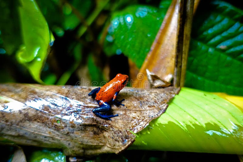 Blue jeans frog stock photo. Image of sitting, bluejeansfrog - 117406058
