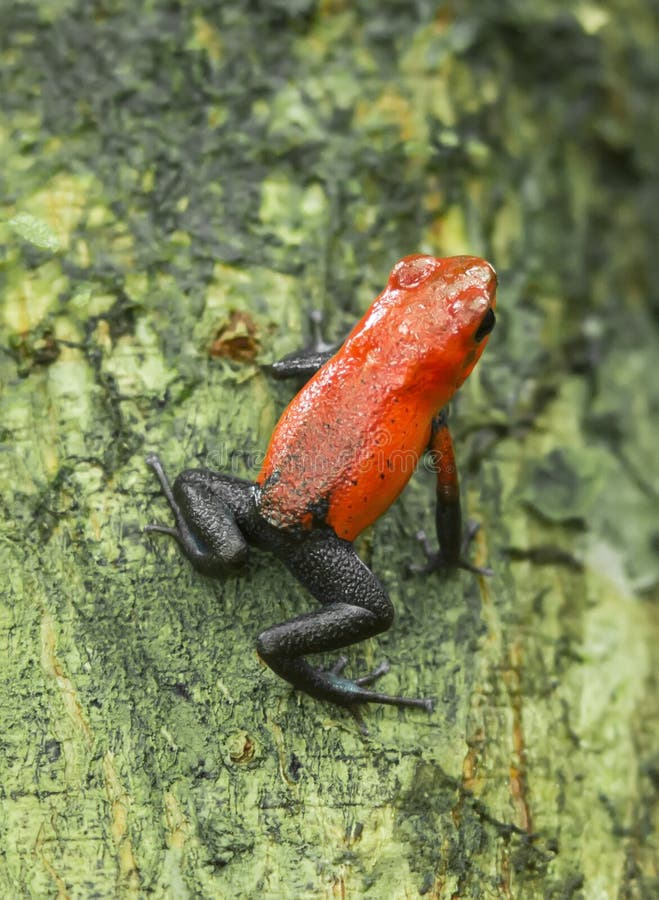 Blue Jeans Or Strawberry Poison Dart Frog Stock Photo - Image of blue ...