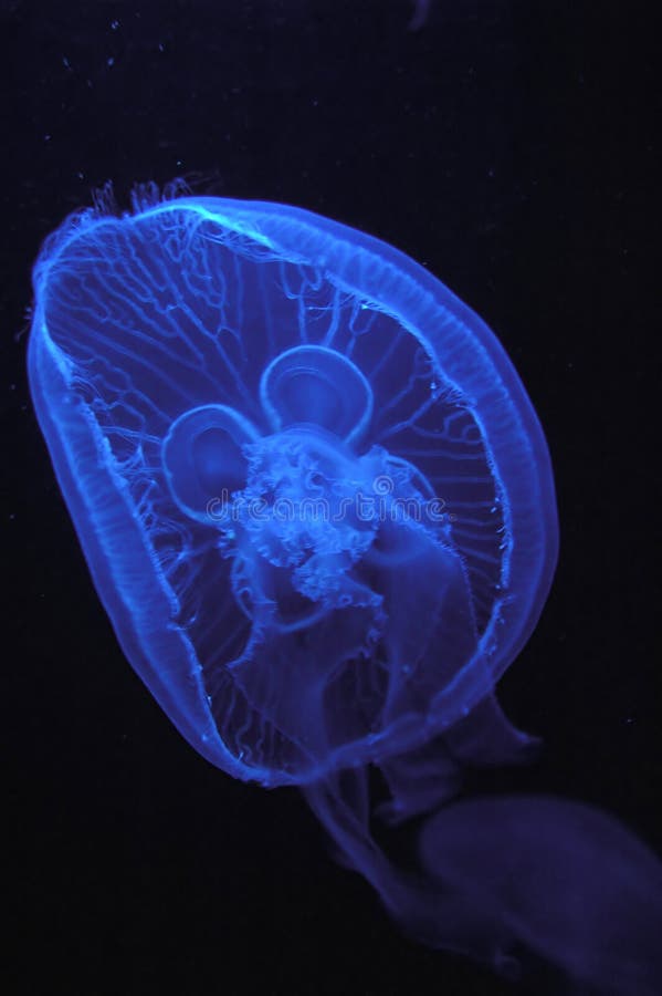 Blue jellyfish world stock image. Image of colorful, environmental ...