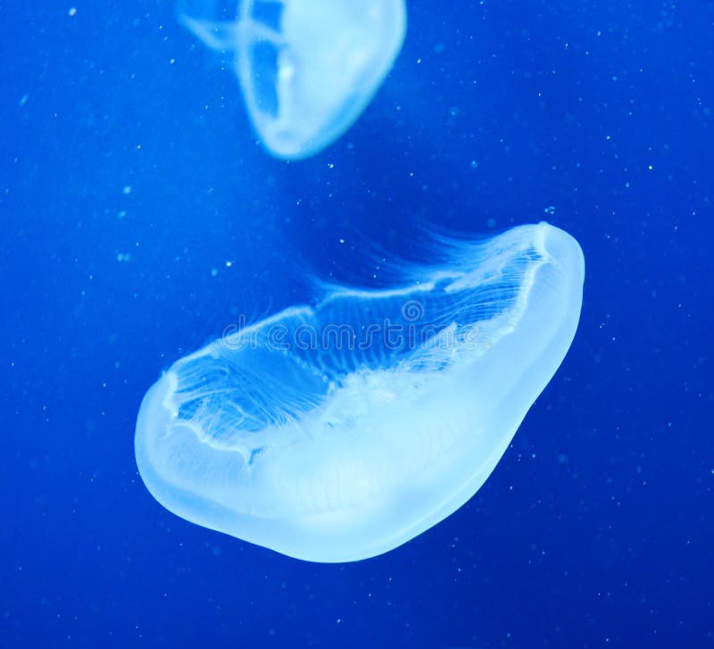 Blue jellyfish stock photo. Image of fishes, illuminated - 29288132