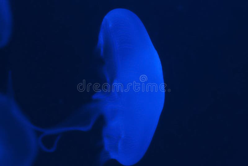 Blue jellyfish close up stock photo. Image of tropical - 53774006