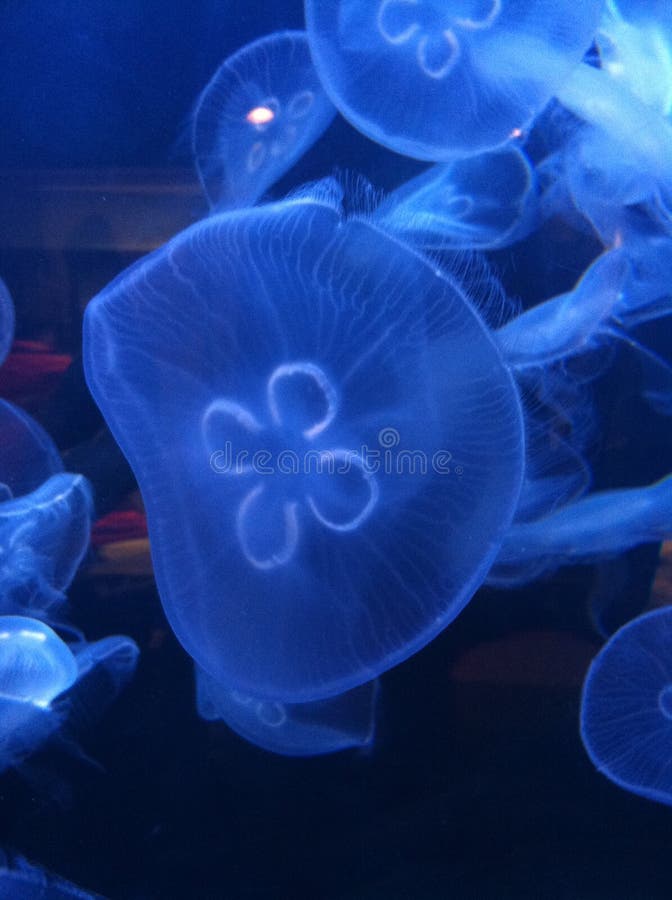 Blue Jellyfish stock image. Image of houston, jellyfish - 96042779