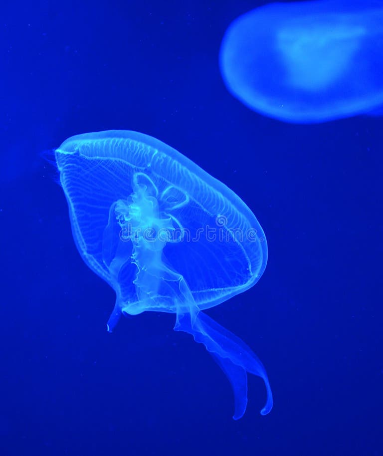 27,758 Blue Jellyfish Stock Photos - Free & Royalty-Free Stock Photos ...