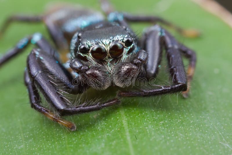 A blue jumping spider stock image. Image of macro, black - 14866185