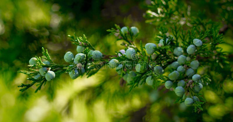Blue Juniper Berries on a Branch Close Up Stock Photo - Image of ...