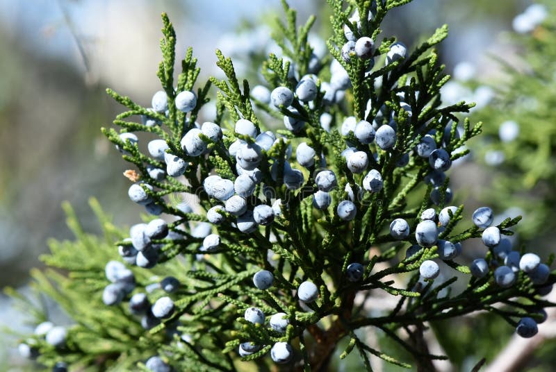 Juniper with Berry-like Cones Stock Image - Image of ingredient ...