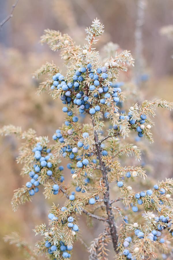 Blue juniper on bush stock photo. Image of needle, health - 46299404