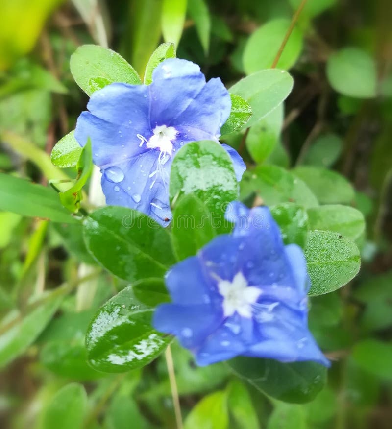 Nil Katarolu Flower in Sri Lanka Stock Image - Image of katarolu ...