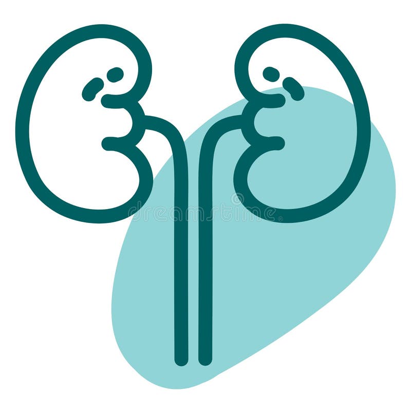 Human kidneys, icon stock vector. Illustration of white - 258929568