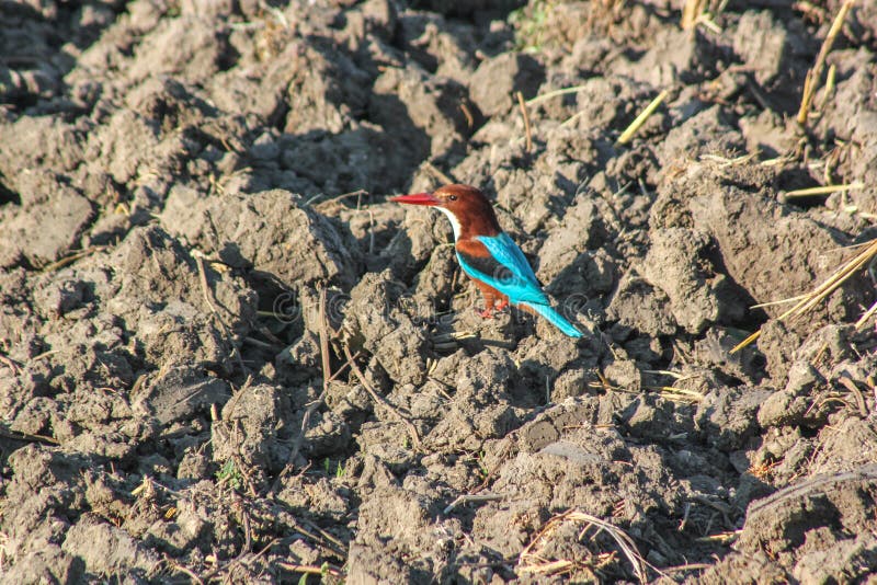 Blue King Fisher 1 stock image. Image of sitting, wildlife - 55460661