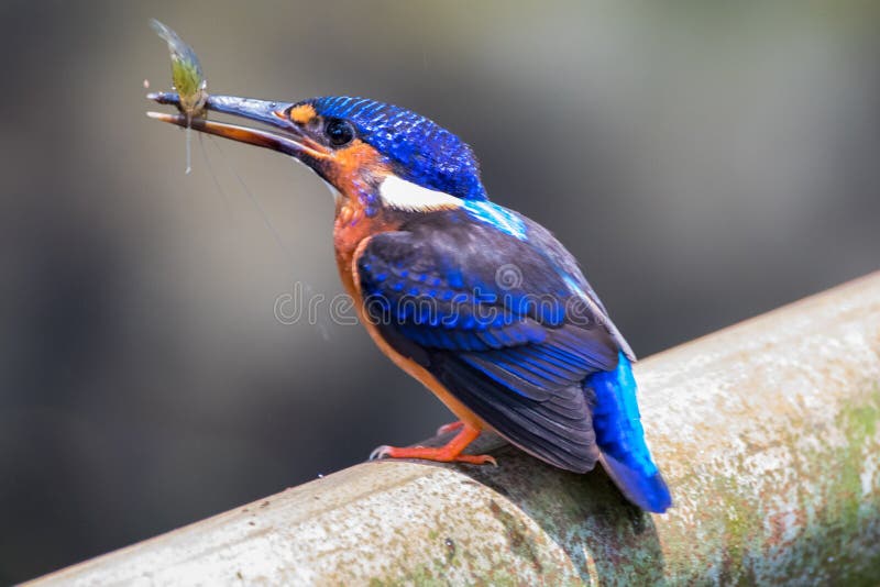 Blue Kingfisher with His Prey Stock Image - Image of branch, beak ...