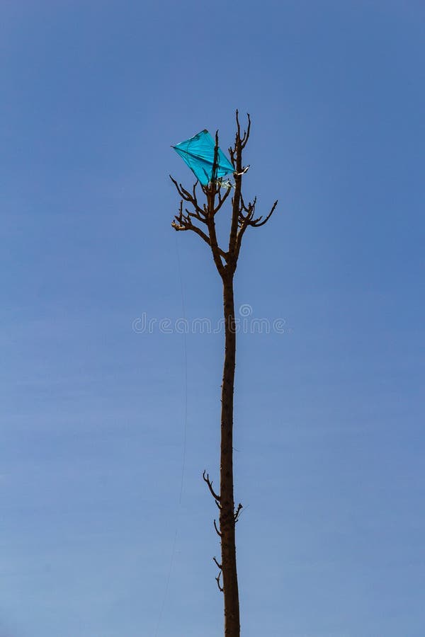 A Blue Kite Caught in the Branches of a Dry Tree. Stock Photo - Image ...
