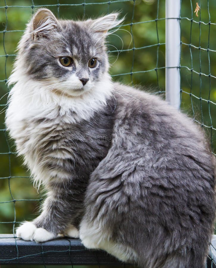 Blue Kitten in the Garden, Siberian Breed of Cat Stock Photo - Image of ...