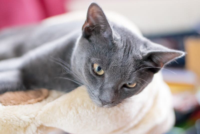 Blue Korat Kitten stock image. Image of bright, pets - 54456631