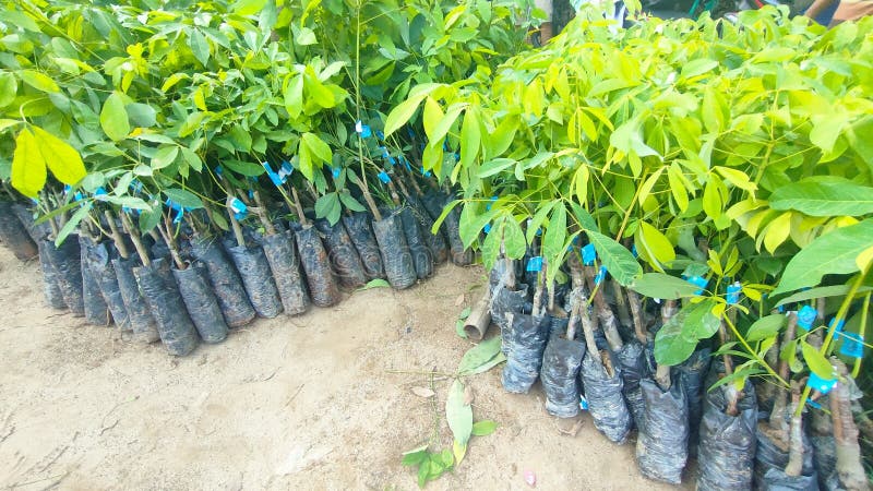 Hevea plantations stock image. Image of seeds, flora - 335675903