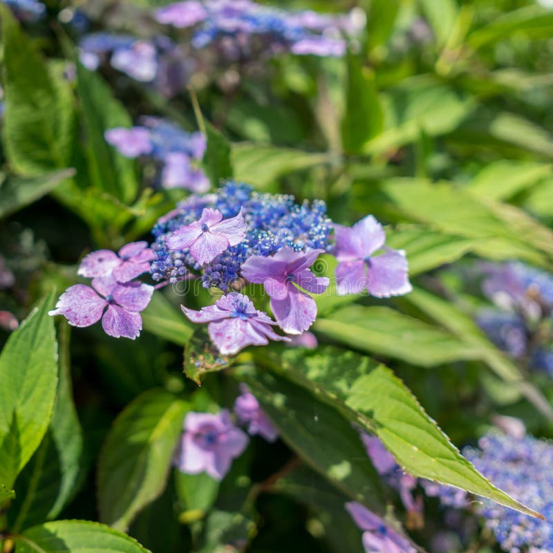 Blue Lacecap Hydrangea Just Beginning To Flower Stock Photo - Image of ...