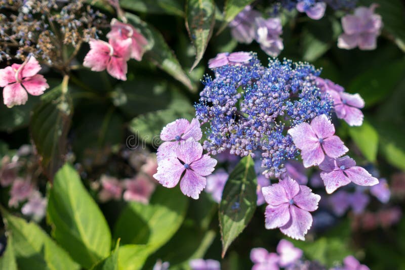Blue Lacecap Hydrangea Just Beginning To Flower Stock Photo - Image of ...