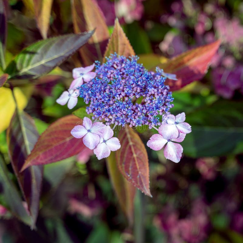 Blue Lacecap Hydrangea Still Flowering in November Stock Photo - Image ...