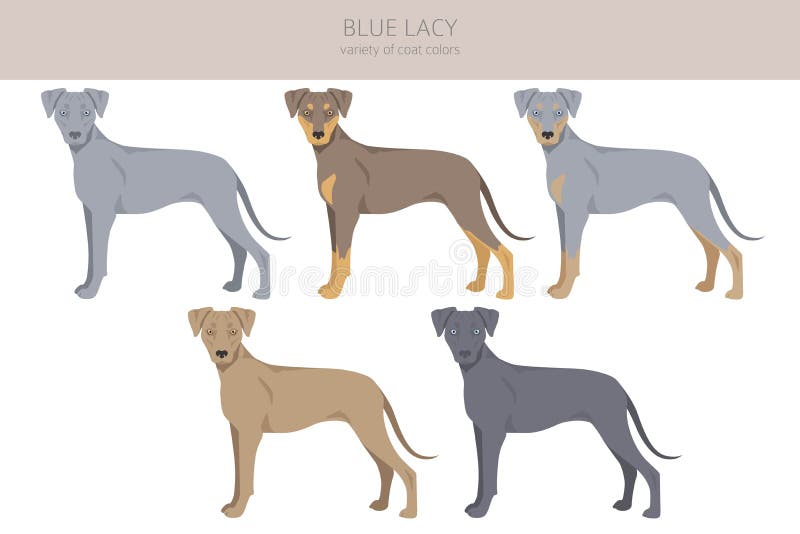 Blue Lacy Clipart. Different Coat Colors and Poses Set Stock Vector ...