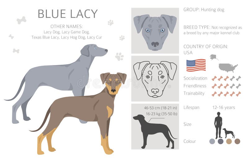Blue Lacy Clipart. Different Coat Colors and Poses Set Stock Vector ...