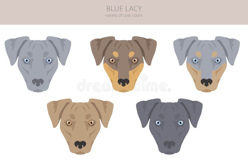 Blue Lacy Clipart. Different Coat Colors and Poses Set Stock Vector ...
