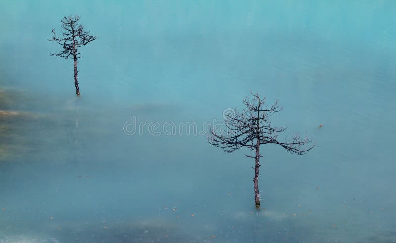 Ghost trees stock image. Image of forrest, spooky, nature - 160251