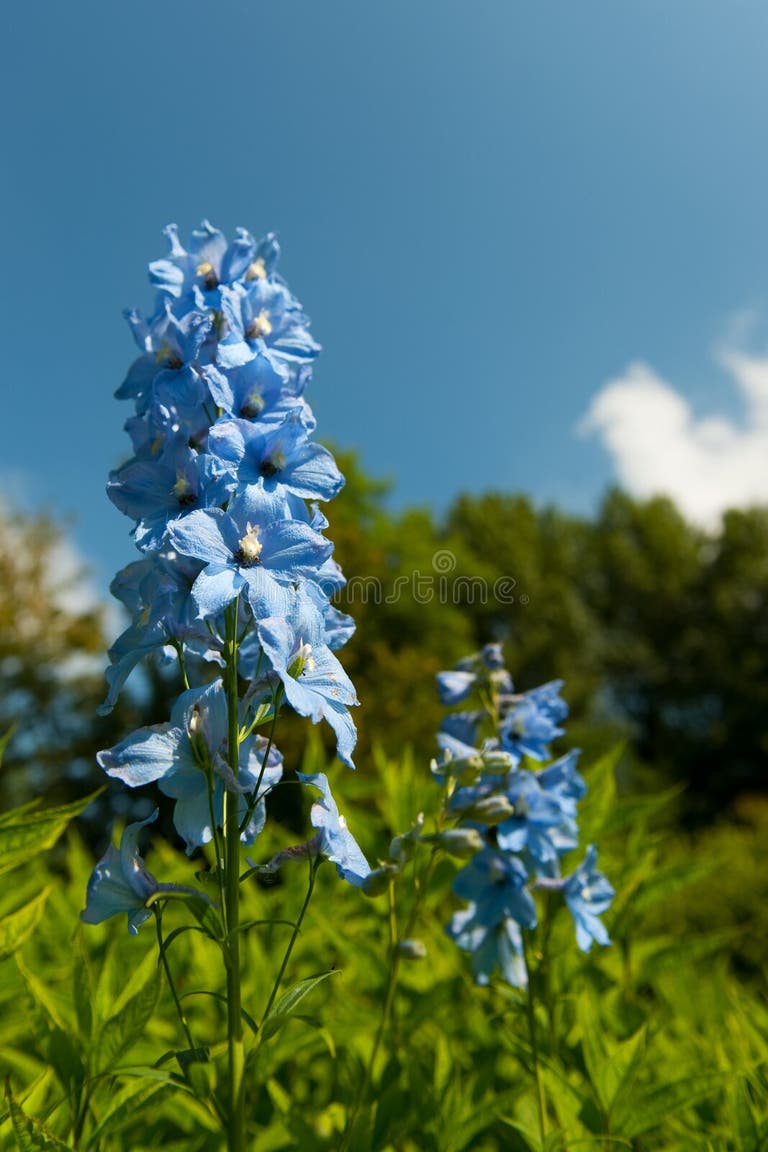 2,100 Summer Larkspur Flowers Stock Photos - Free & Royalty-Free Stock ...