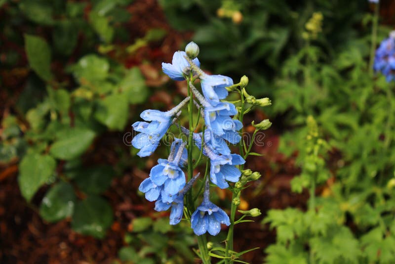 Blue Larkspur in the Garden Stock Photo - Image of nature, blossoms ...