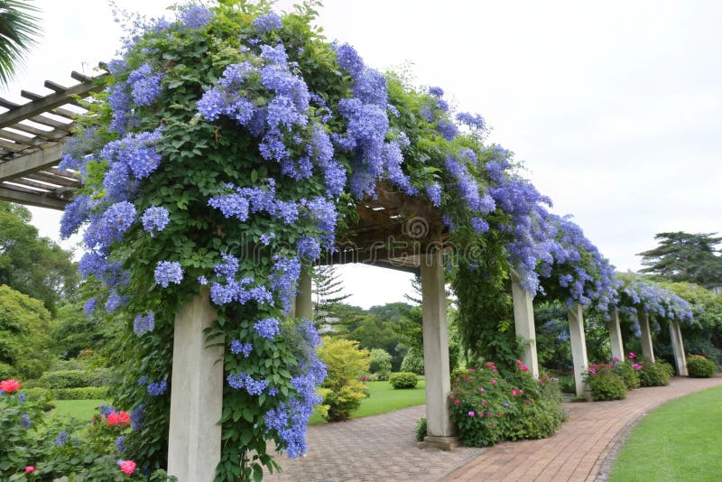 Blue Laurel Clock Vine in Public Garden Stock Illustration ...