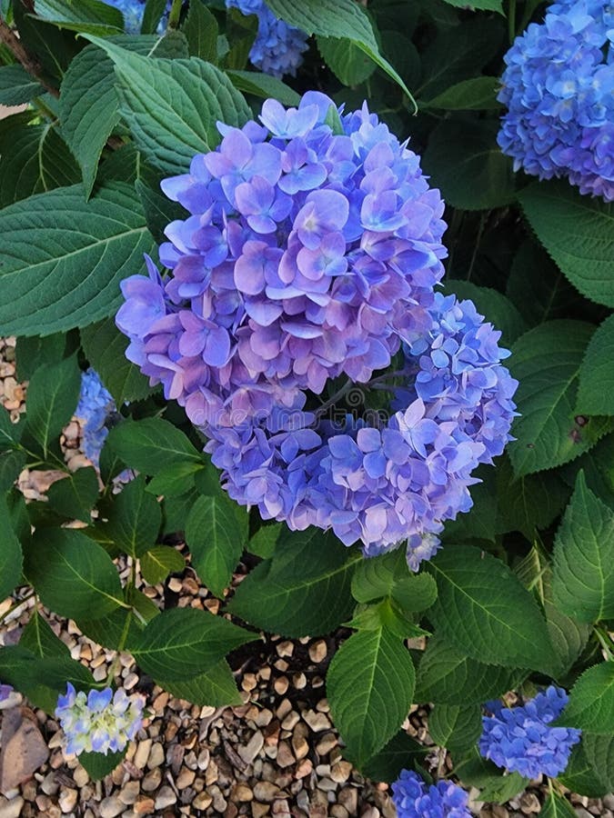 Brish Bate Stock Photos - Free & Royalty-Free Stock Photos from Dreamstime