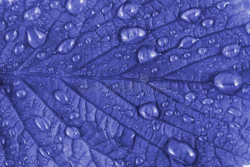 Blue leaf stock photo. Image of blue, collection, weeping - 15195436