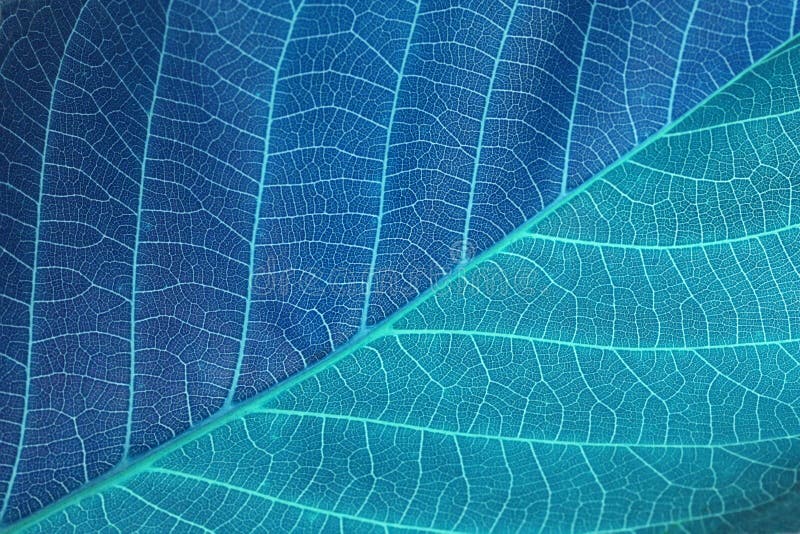 Blue leaf background stock photo. Image of fall, vein - 83335132