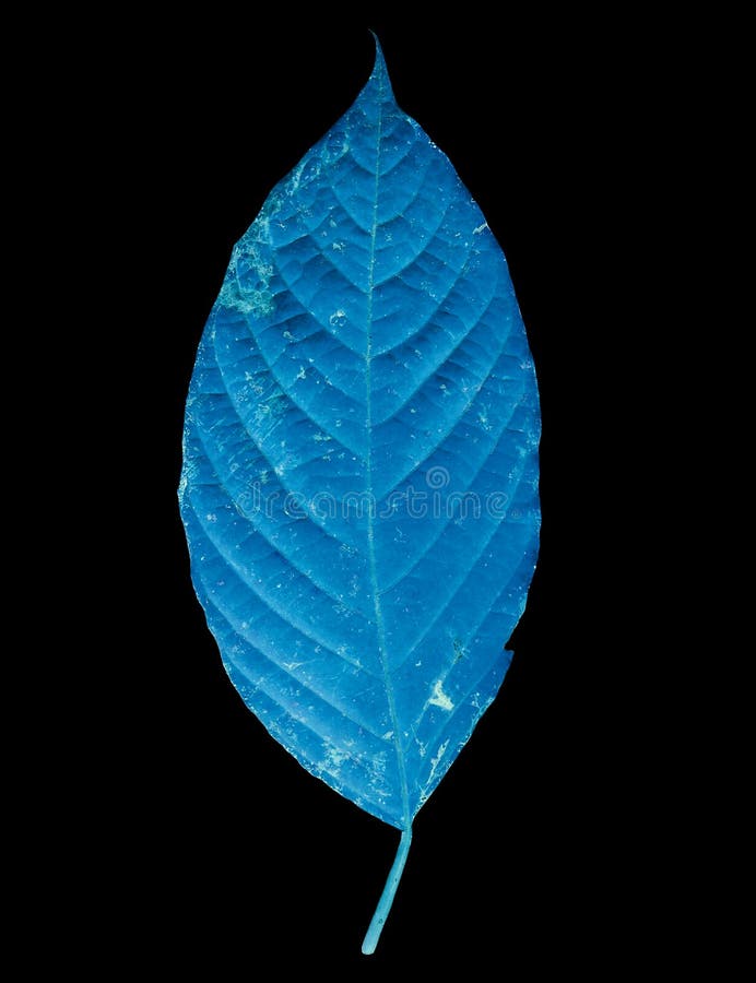 Blue leaf isolated stock image. Image of white, object - 89807717