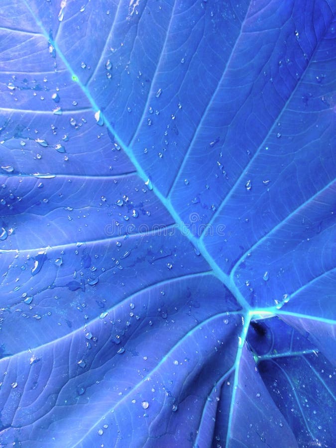 The Blue Leaf Patterned Background Looks Unique Stock Image - Image of ...