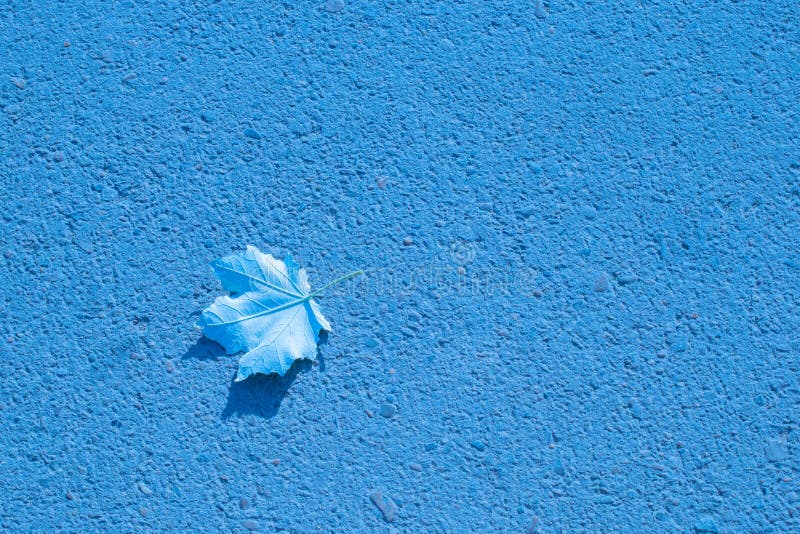 Blue Leaf of a Tree on a Blue Textured Background, Copy Space. Stock ...
